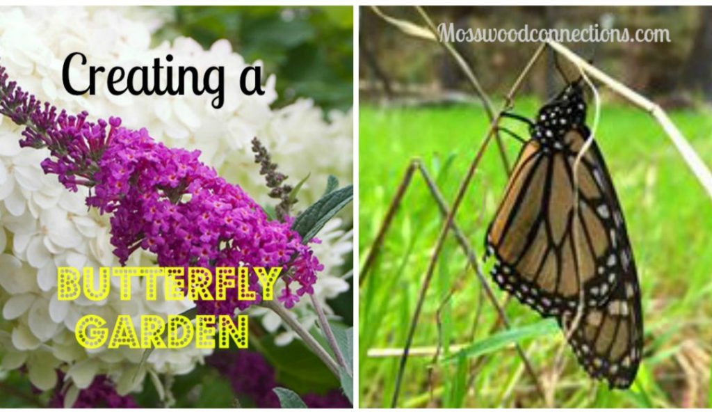 Bird Study Unit - Mosswood Connections